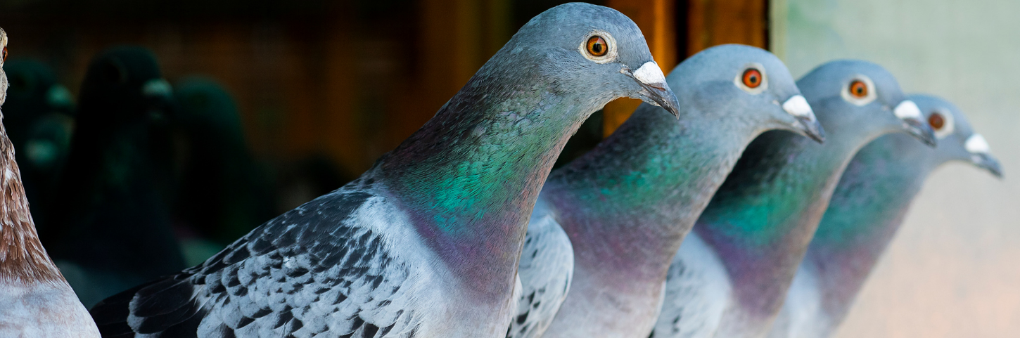 Playing chess with a pigeon | The Marketing Society
