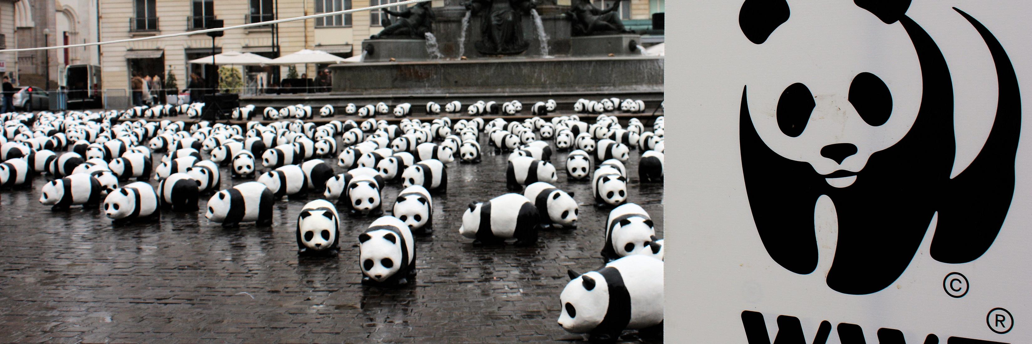 Interview with WWF's Bonnie Chia | The Marketing Society