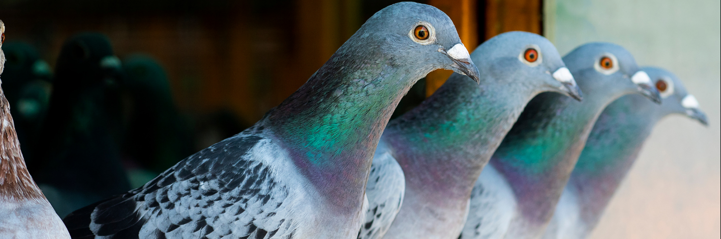 Playing chess with a pigeon | The Marketing Society